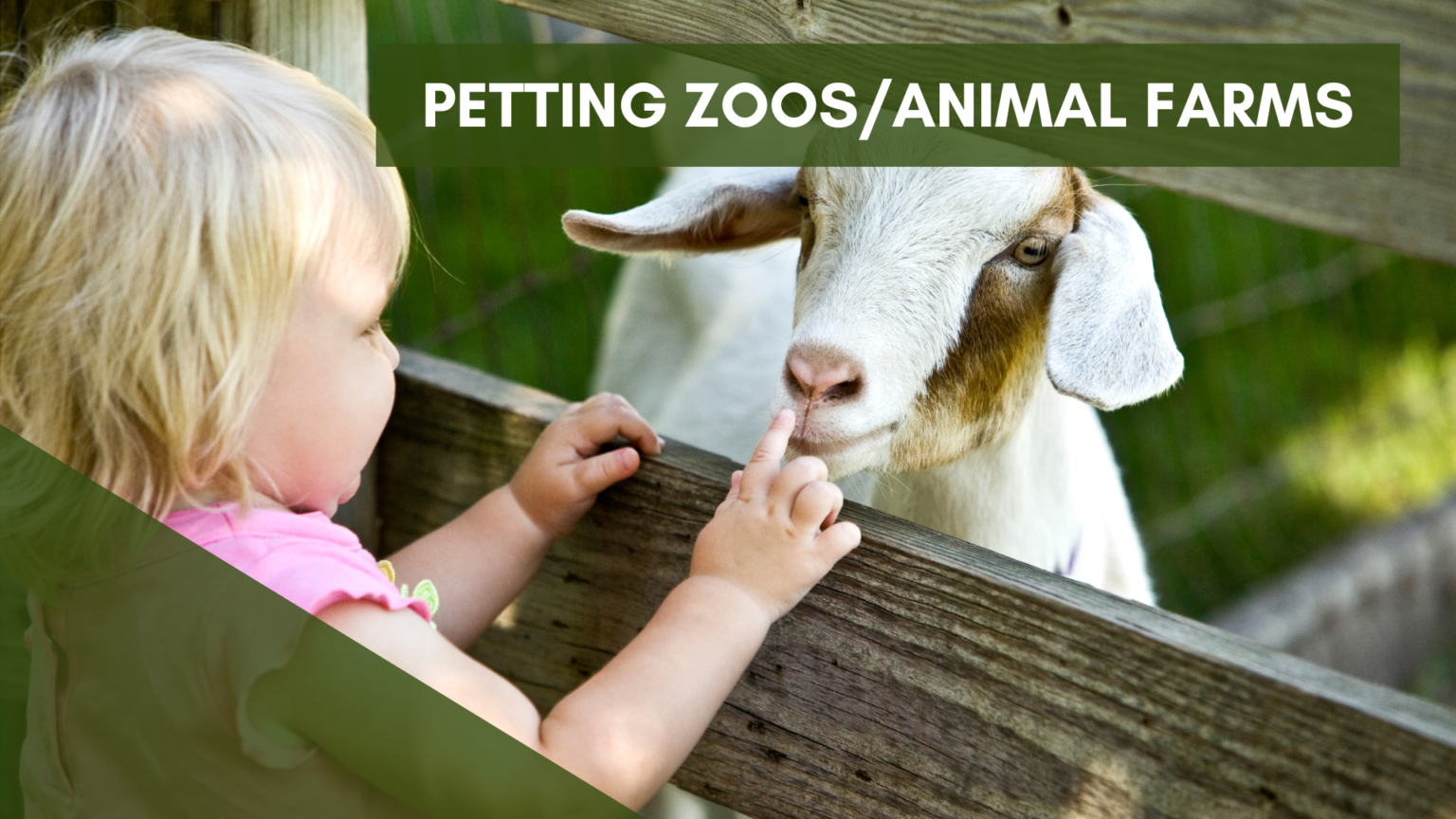 Petting Zoos/Animal Farms